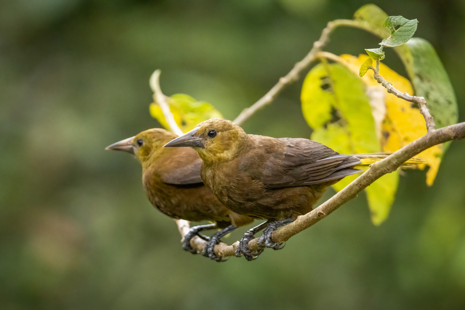 Russet-backed Oropendola (Psarocolius angustifrons) | Birdingplaces