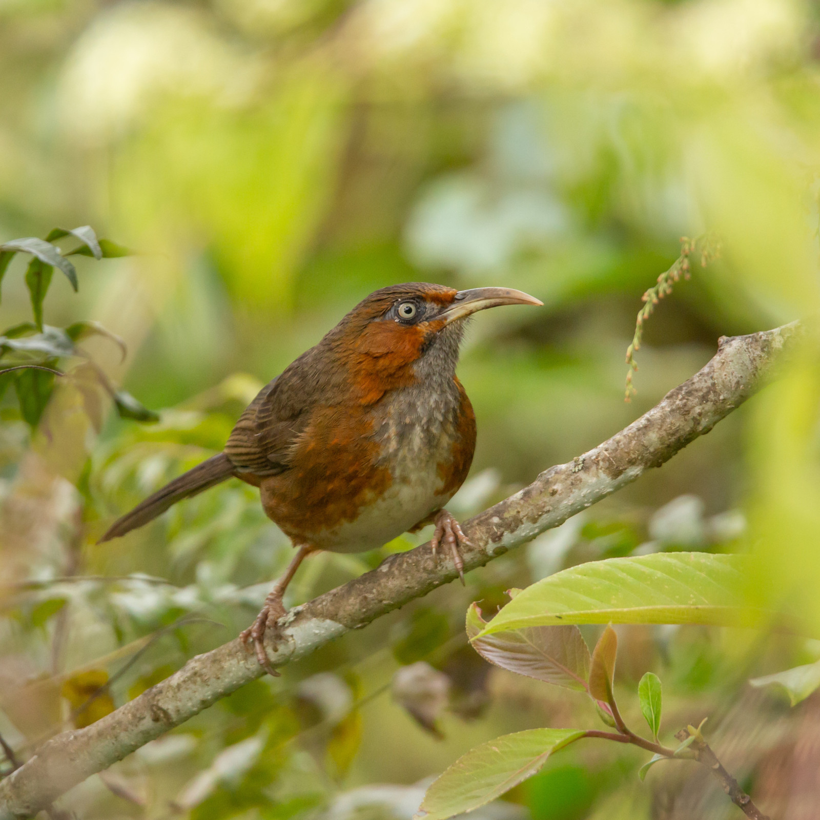 Rusty-cheeked Scimitar-Babbler (Megapomatorhinus erythrogenys ...
