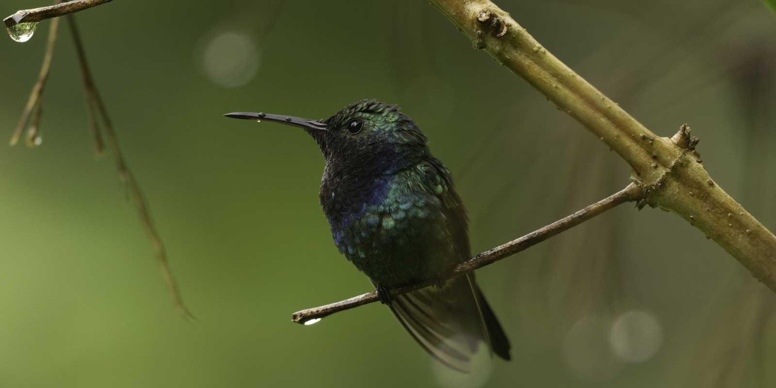Sapphire-throated Hummingbird (Lepidopyga coeruleogularis) | Birdingplaces