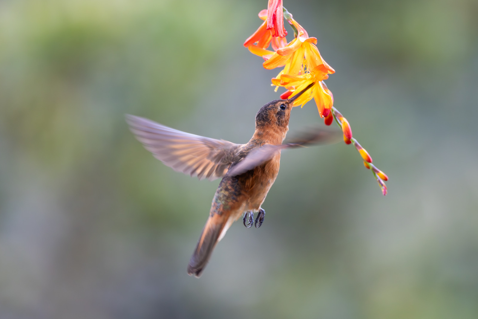 Shining Sunbeam (Aglaeactis cupripennis) | Birdingplaces