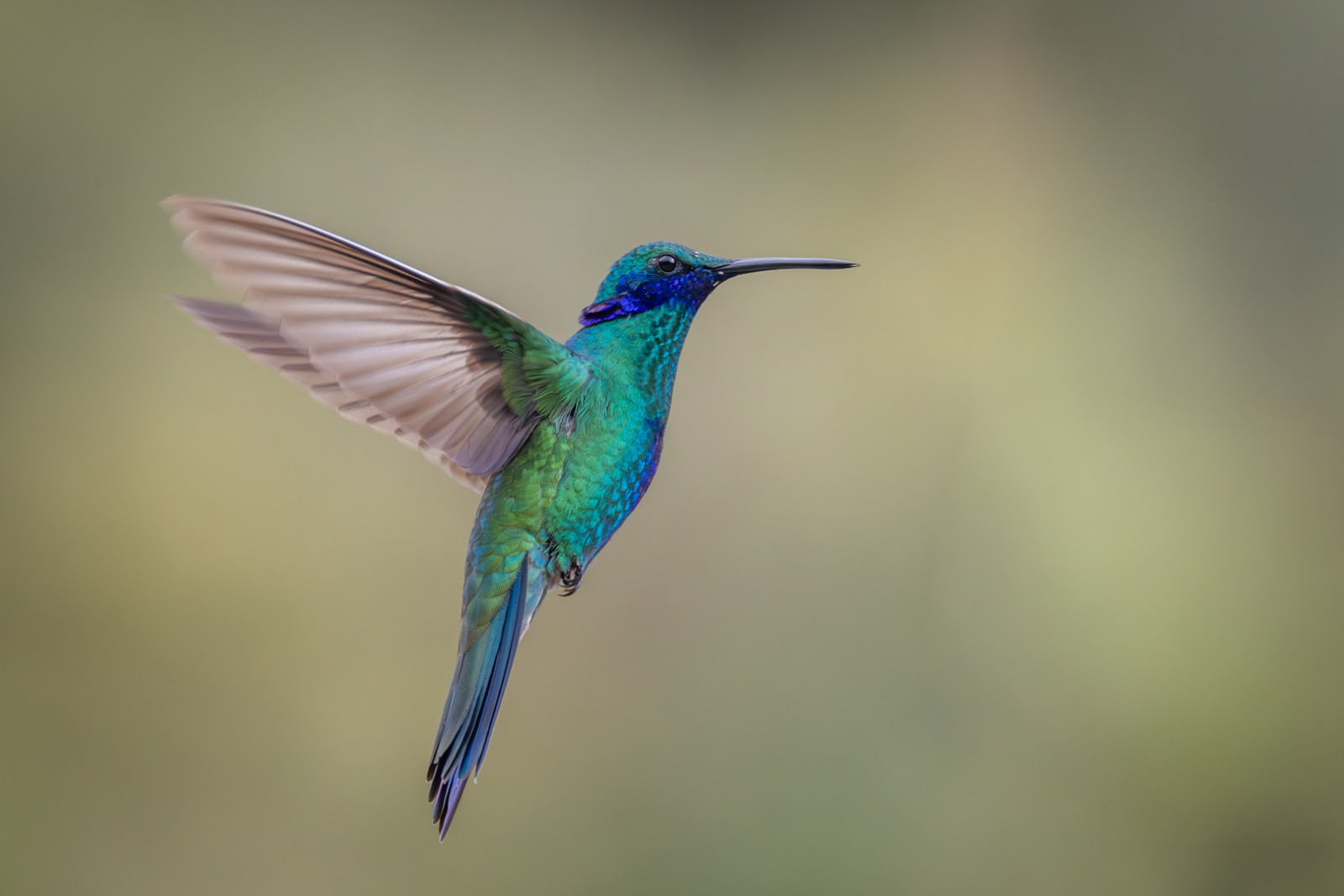 Sparkling Violetear (Colibri coruscans) | Birdingplaces