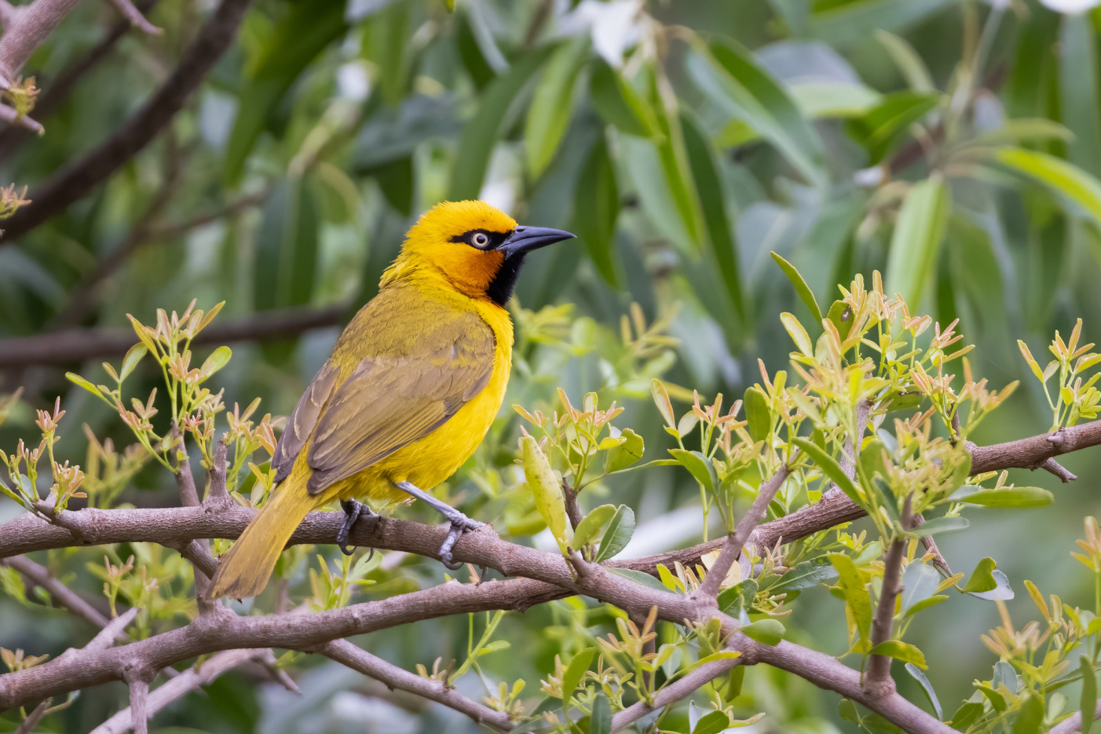 Spectacled Weaver (Ploceus ocularis) | Birdingplaces