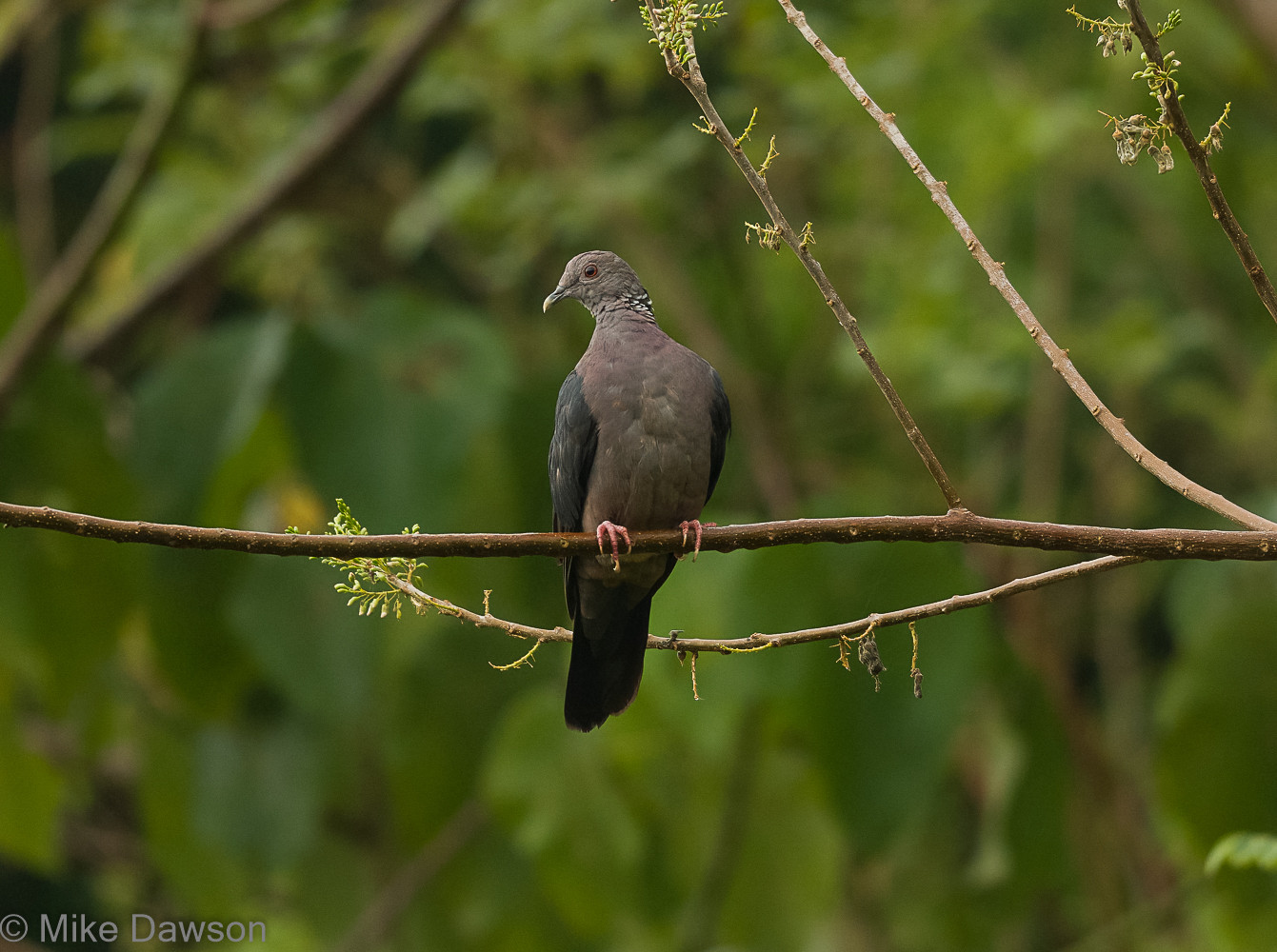 Sri Lanka Wood-Pigeon (Columba torringtoniae) | Birdingplaces
