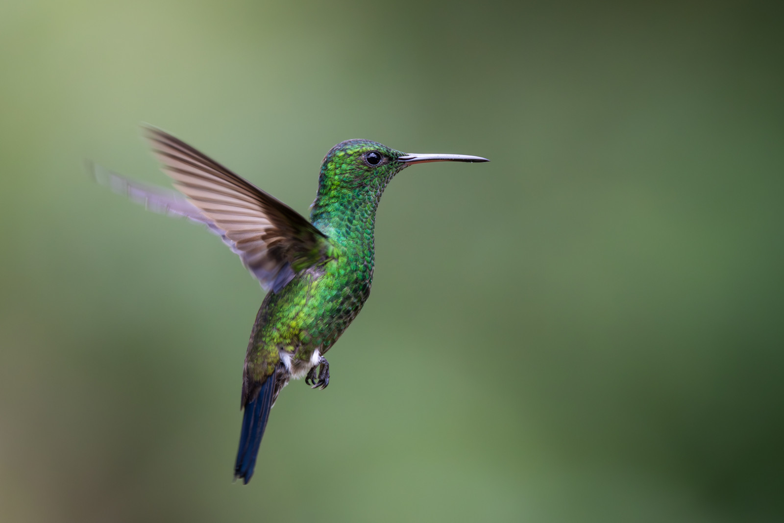 Steely-vented Hummingbird (Amazilia saucerottei) | Birdingplaces