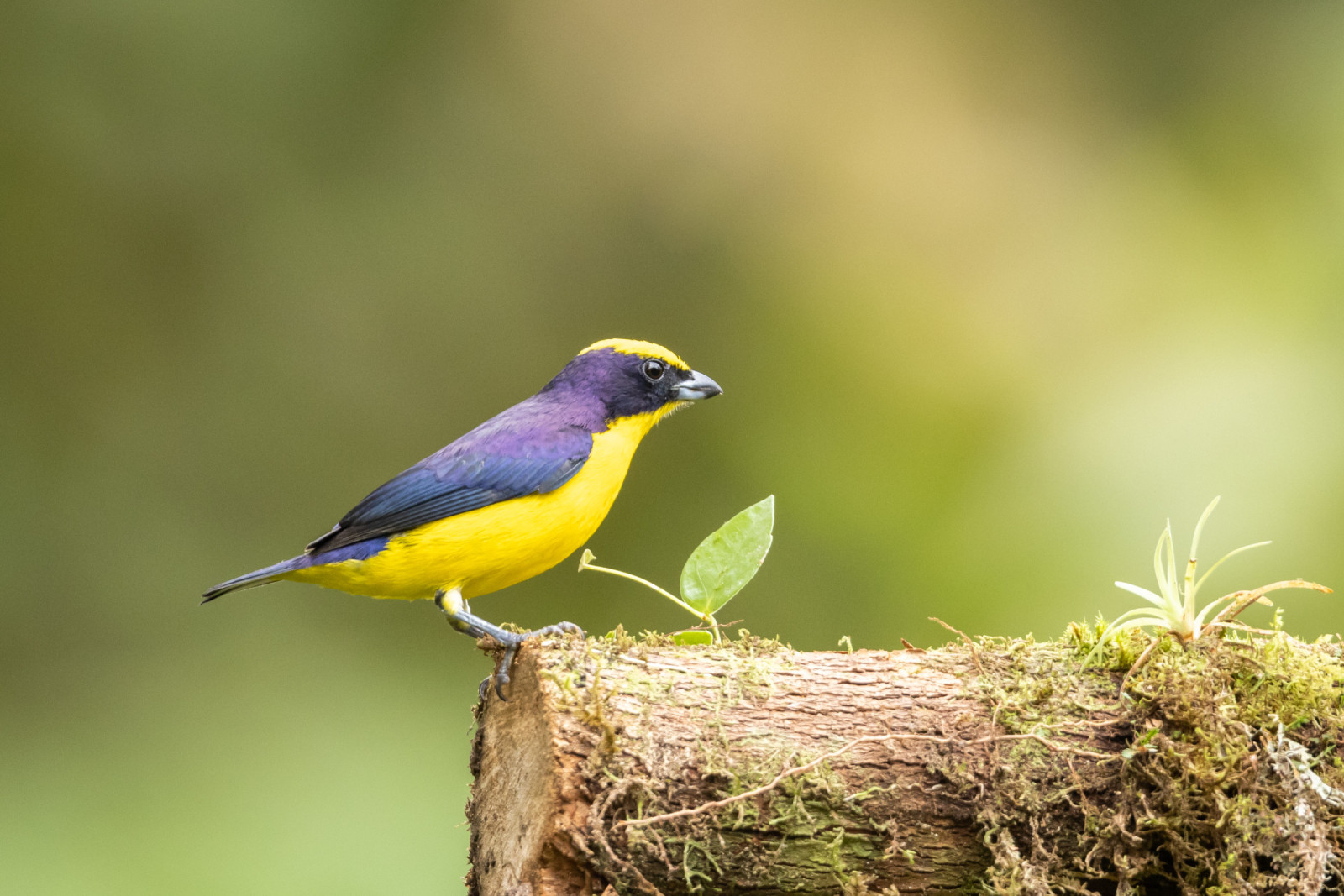 Thick-billed Euphonia (Euphonia laniirostris) | Birdingplaces