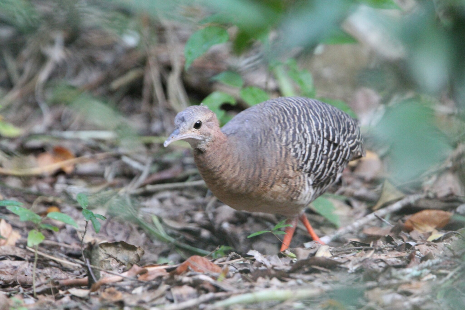 Thicket Tinamou (Crypturellus cinnamomeus) | Birdingplaces