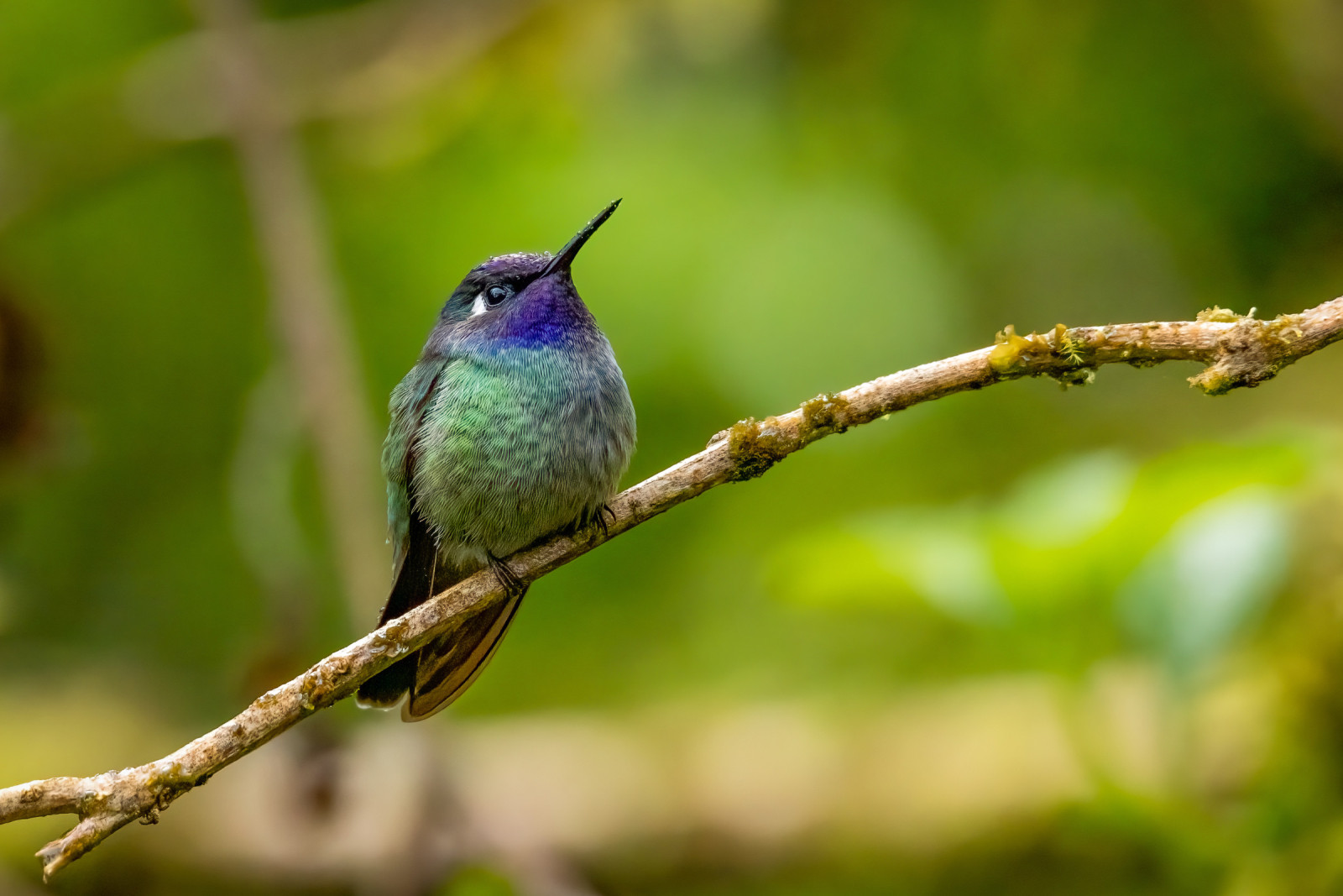 Violet-headed Hummingbird (Klais guimeti) | Birdingplaces