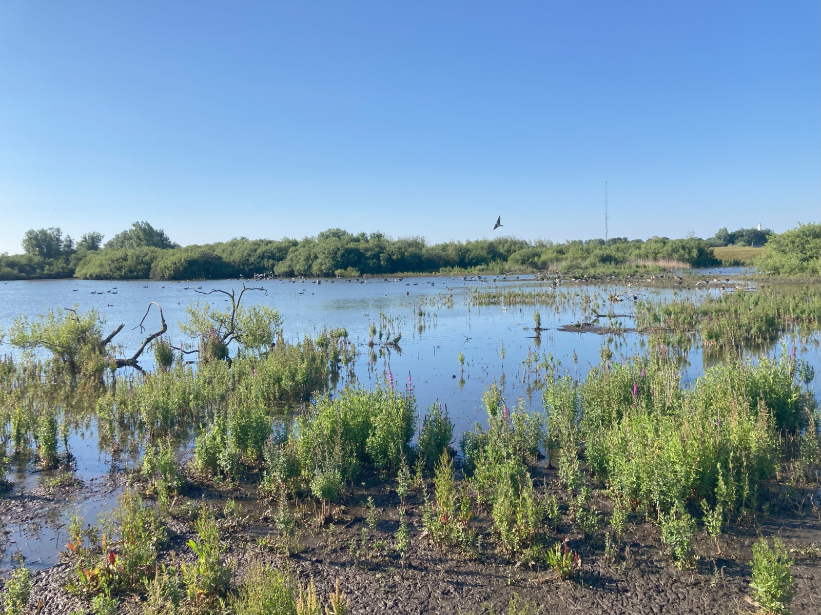 Westerplas | Birdingplaces