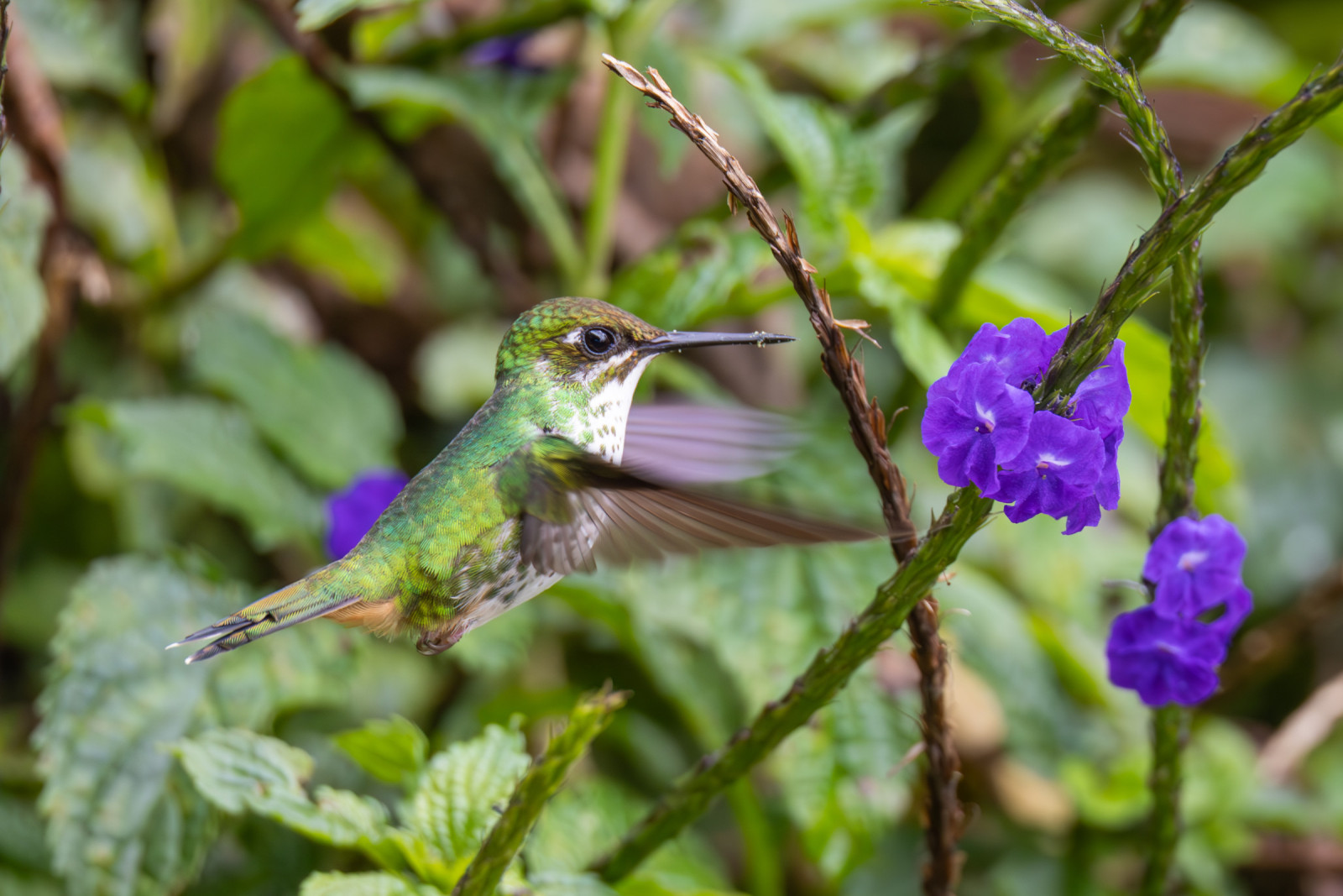 White-booted Racket-tail (Ocreatus underwoodii [underwoodii Group ...