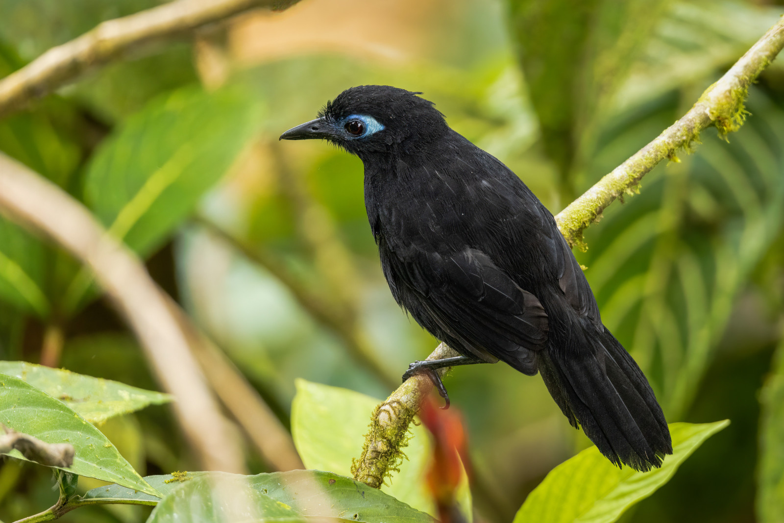 Zeledon's Antbird (Hafferia zeledoni) | Birdingplaces