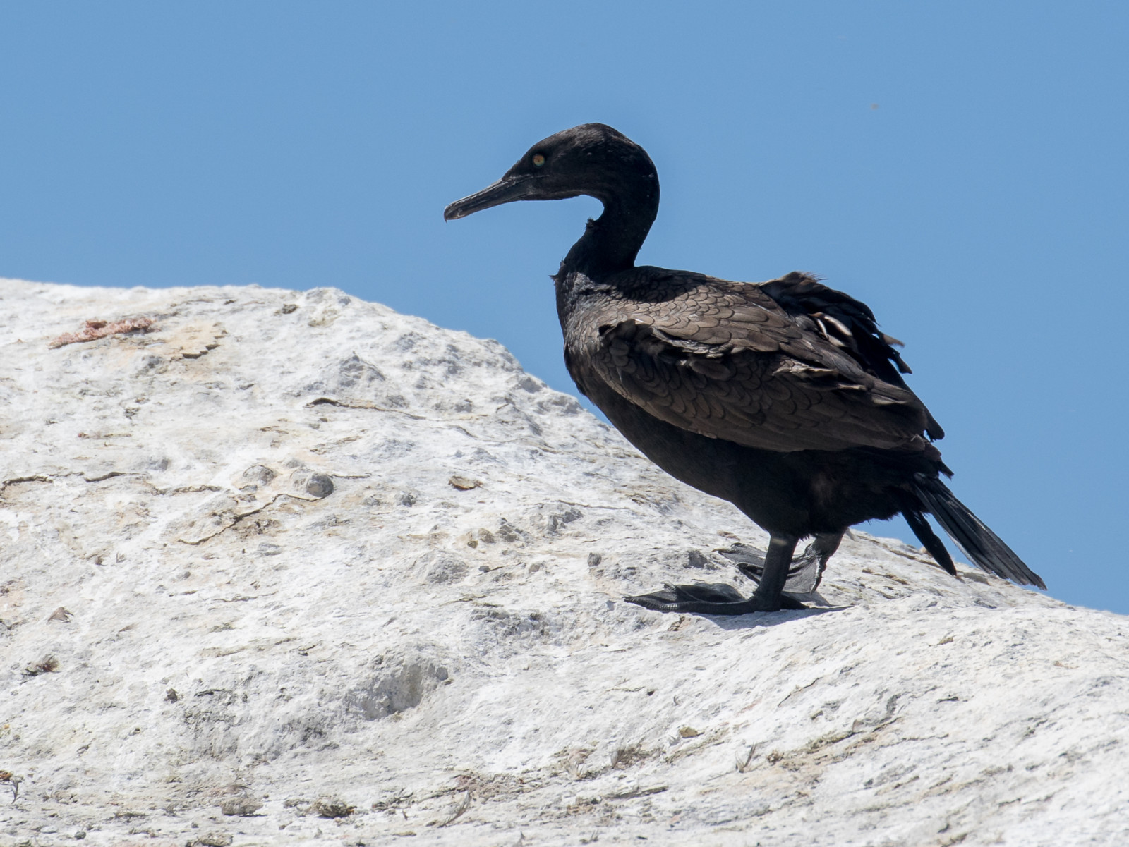 Bank Cormorant (Phalacrocorax neglectus) | Birdingplaces