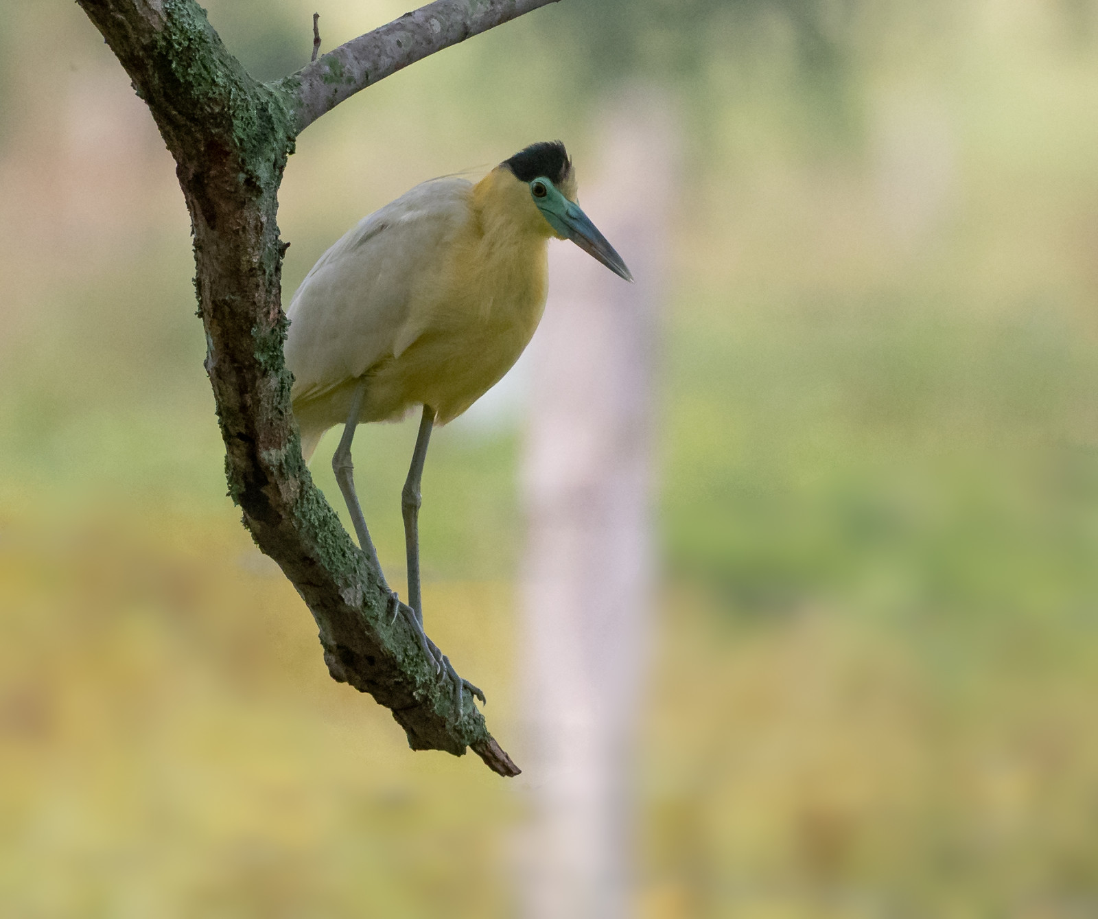 Capped Heron (Pilherodius pileatus) | Birdingplaces