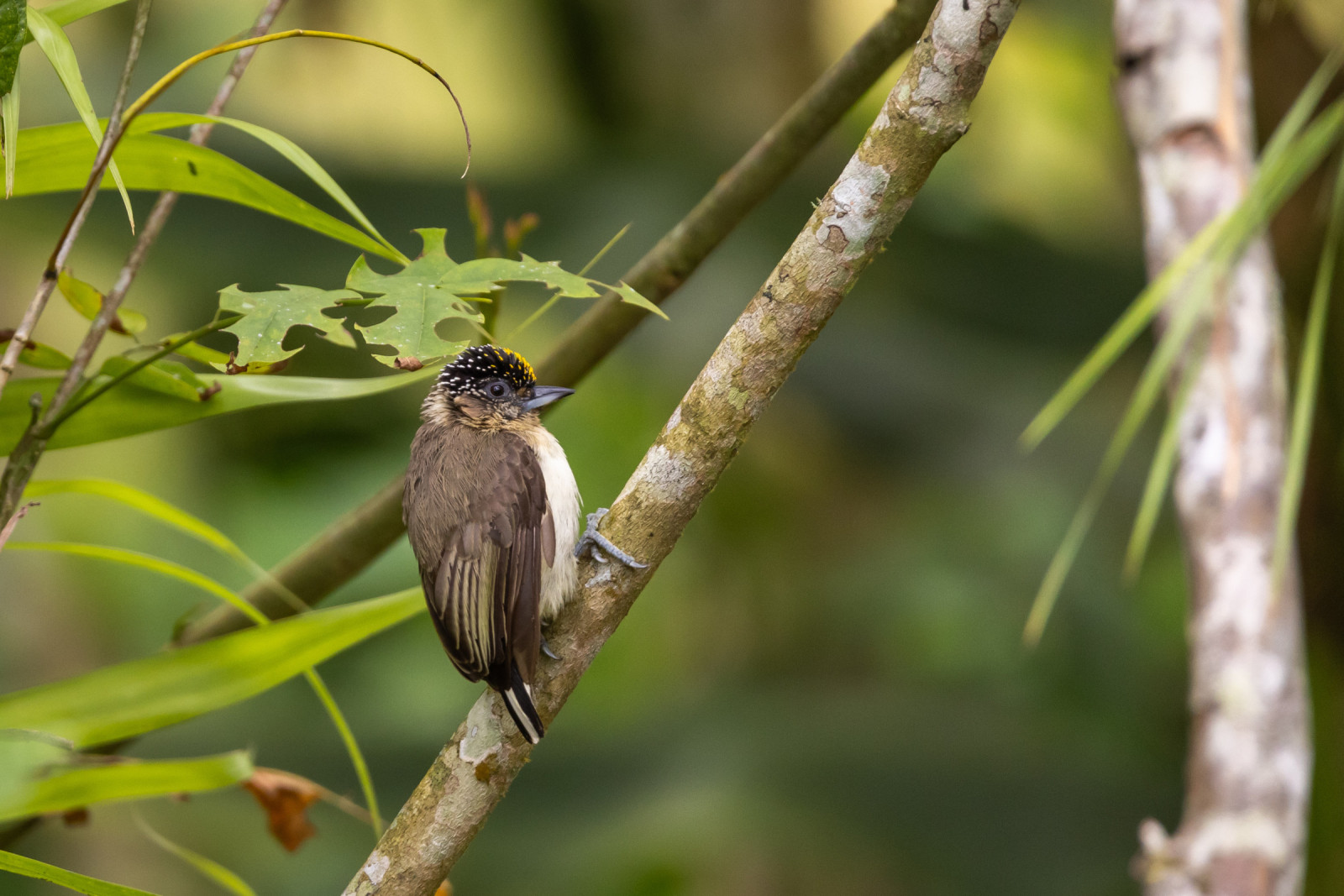 Grayish Piculet (Picumnus granadensis) | Birdingplaces