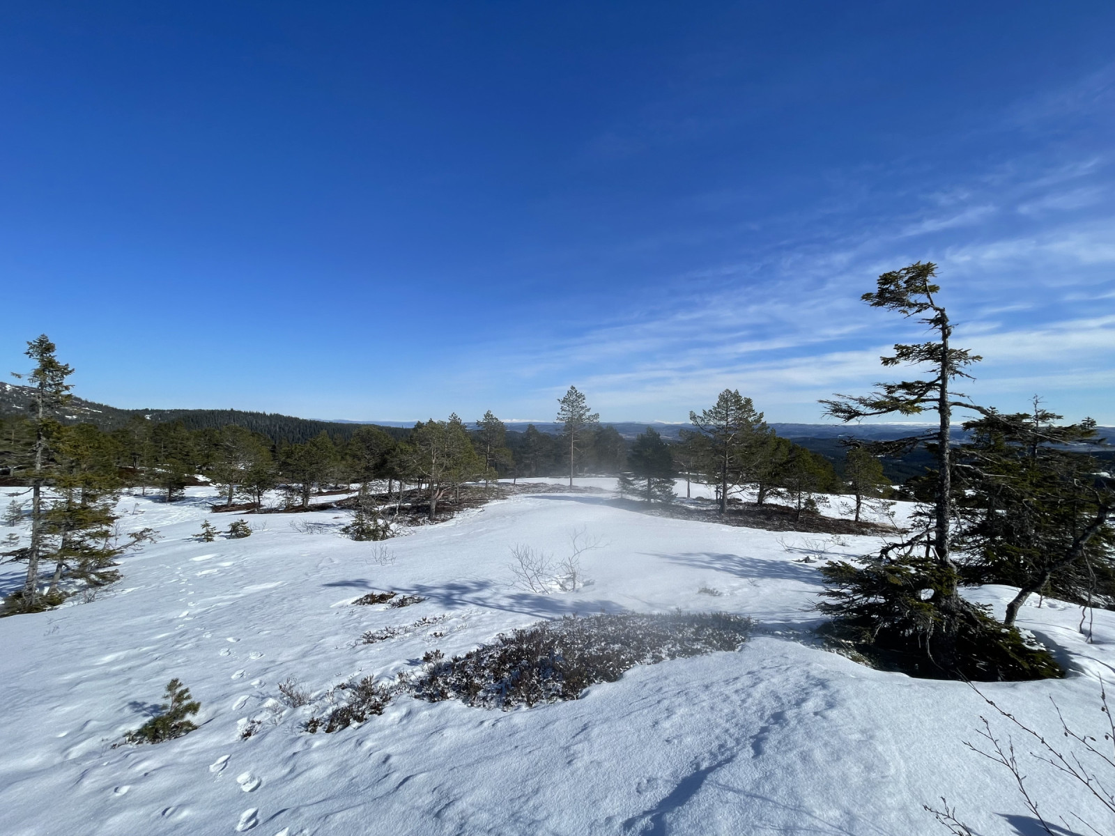 Bymarka Naturreservat | Birdingplaces