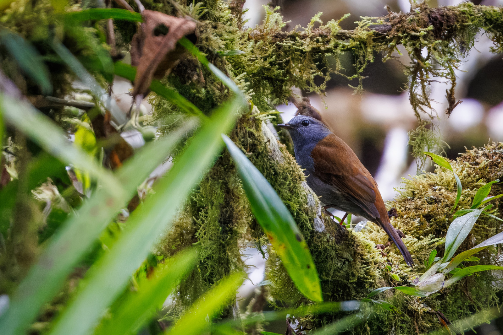 Andean Solitaire (Myadestes ralloides) | Birdingplaces