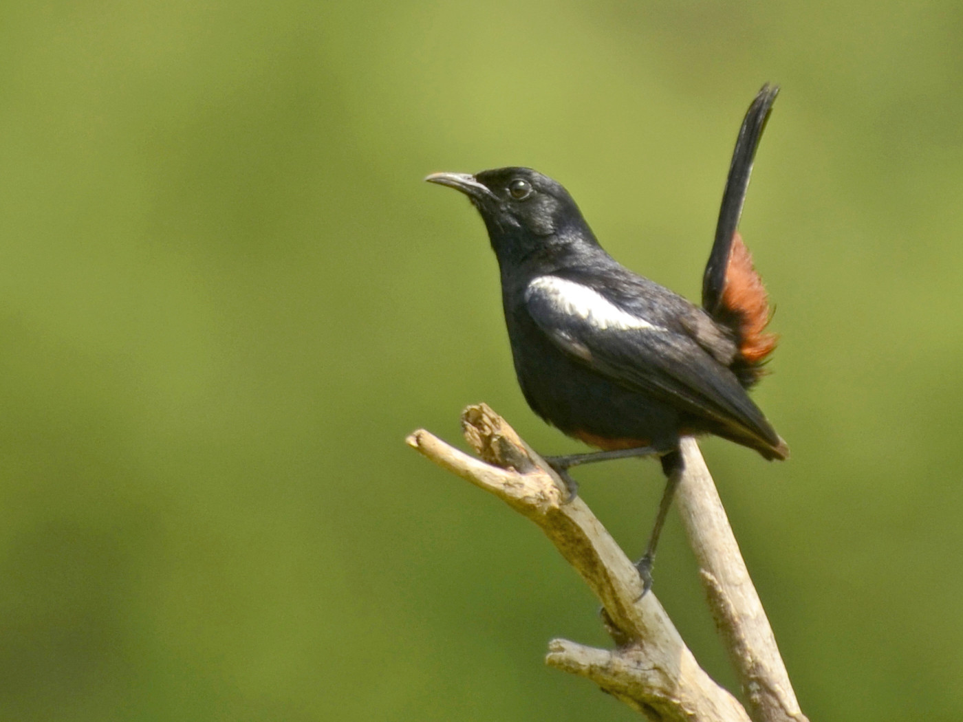 Indian Robin (Copsychus fulicatus) | Birdingplaces