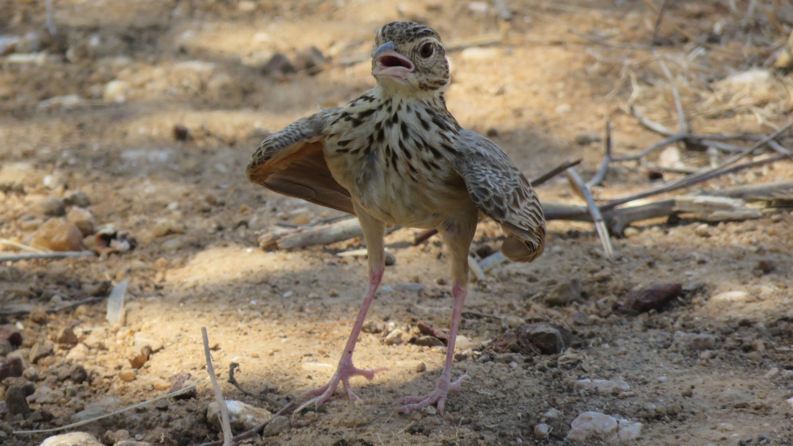 Jerdon's Bushlark (Mirafra affinis) | Birdingplaces