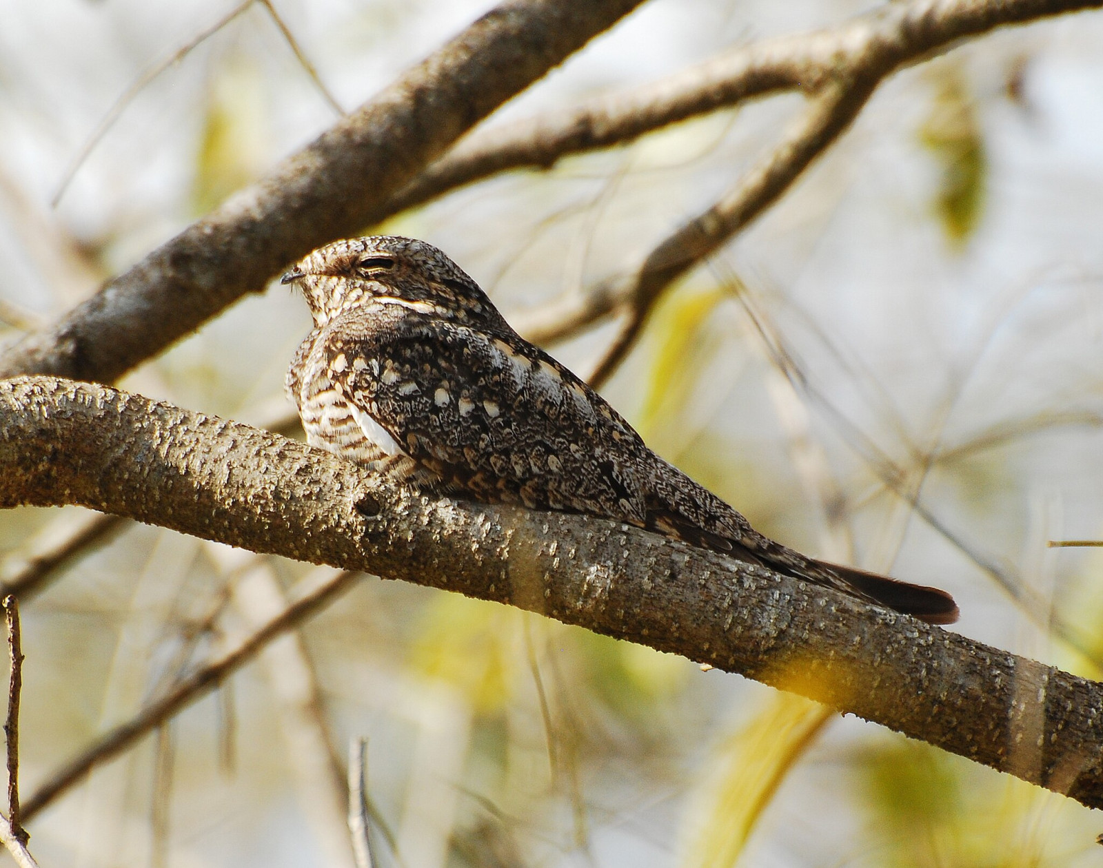 Lesser Nighthawk (Chordeiles acutipennis) | Birdingplaces