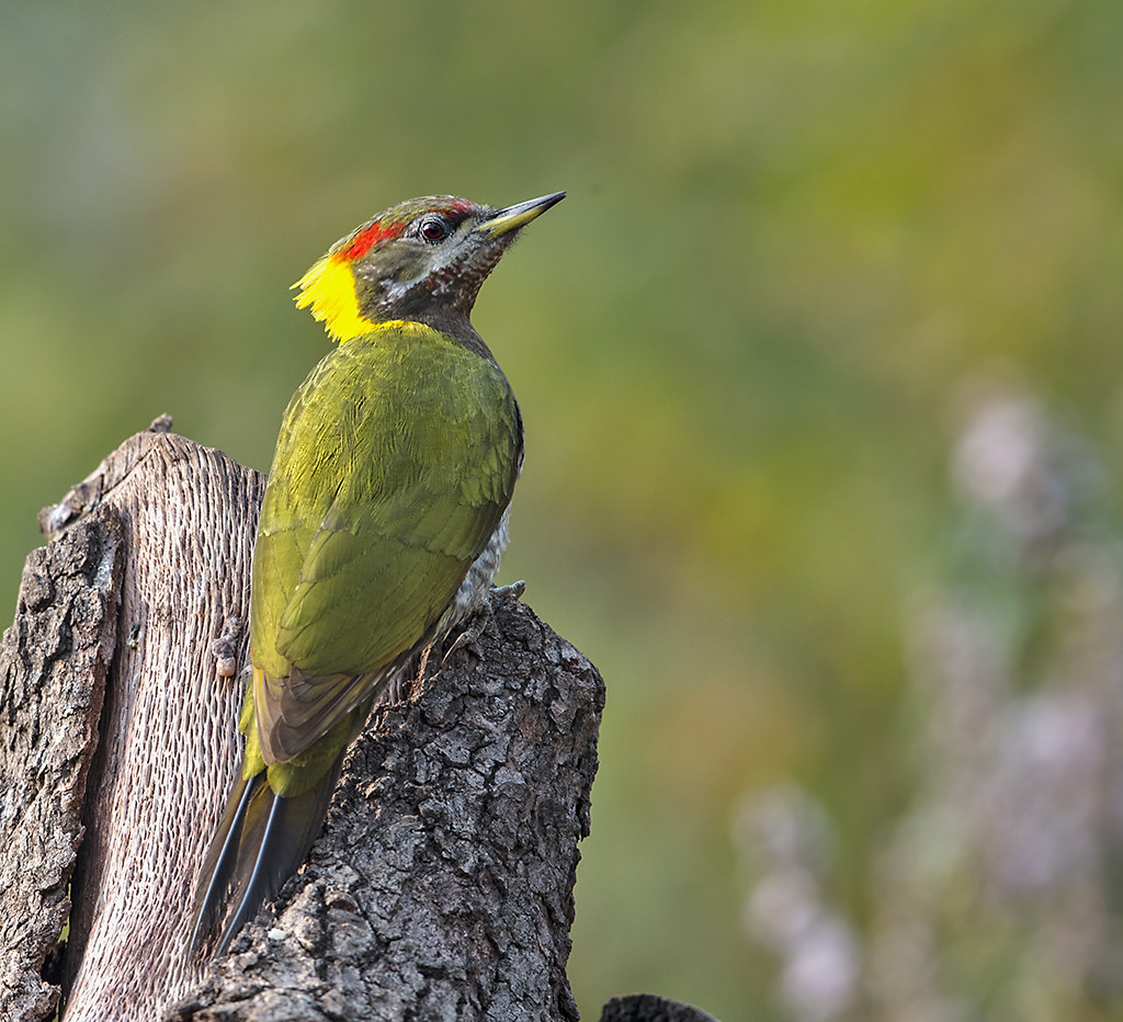 Lesser Yellownape (Picus chlorolophus) | Birdingplaces