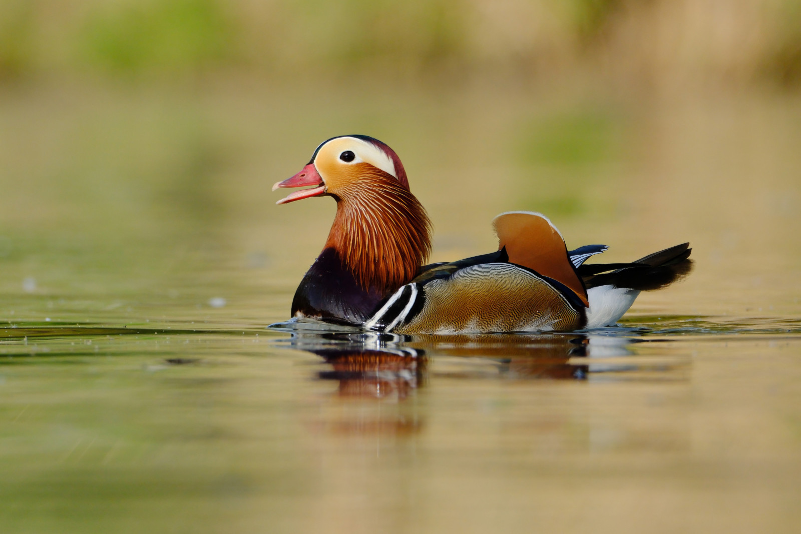 Calke Abbey and Park | Birdingplaces
