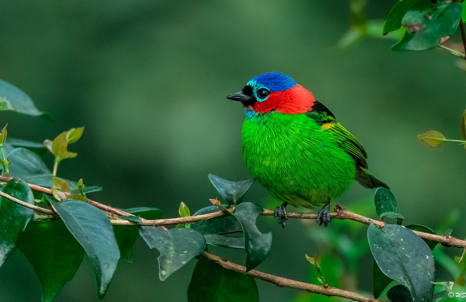 Red-necked Tanager (Tangara cyanocephala) | Birdingplaces