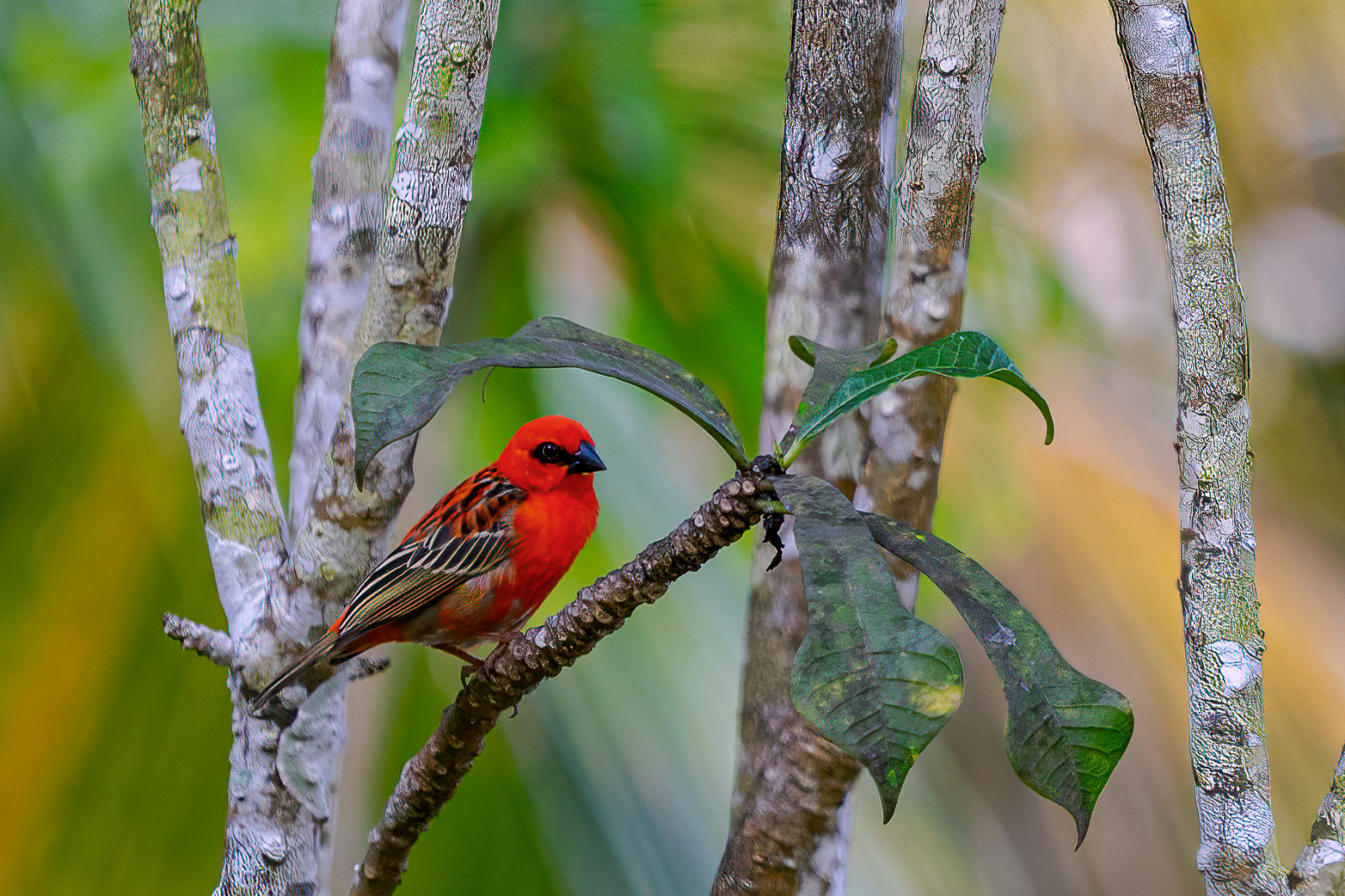 Seychelles Fody (Foudia sechellarum) | Birdingplaces