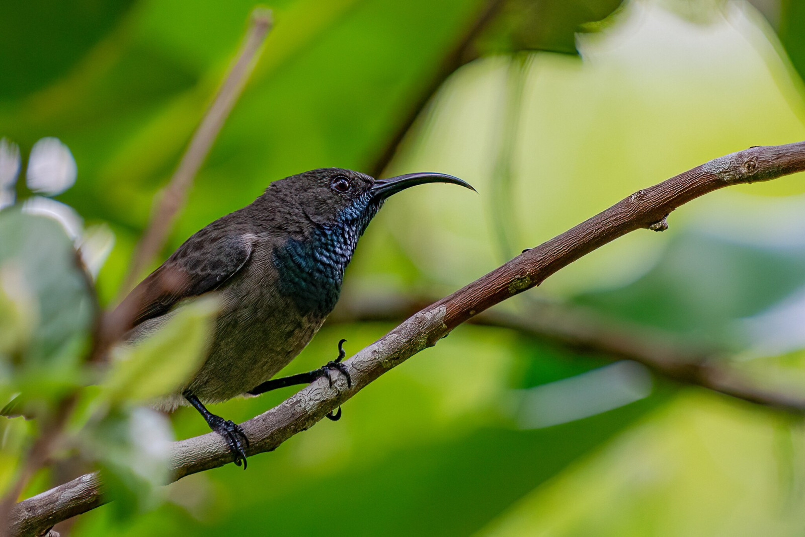 Seychelles Sunbird (Cinnyris dussumieri) | Birdingplaces