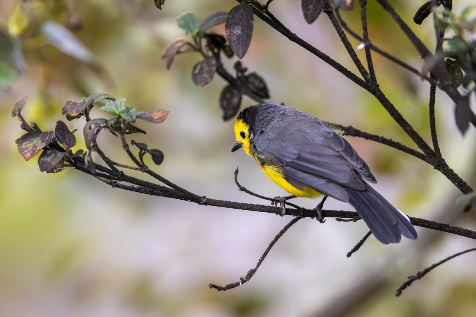 Golden-fronted Redstart (Myioborus ornatus) | Birdingplaces