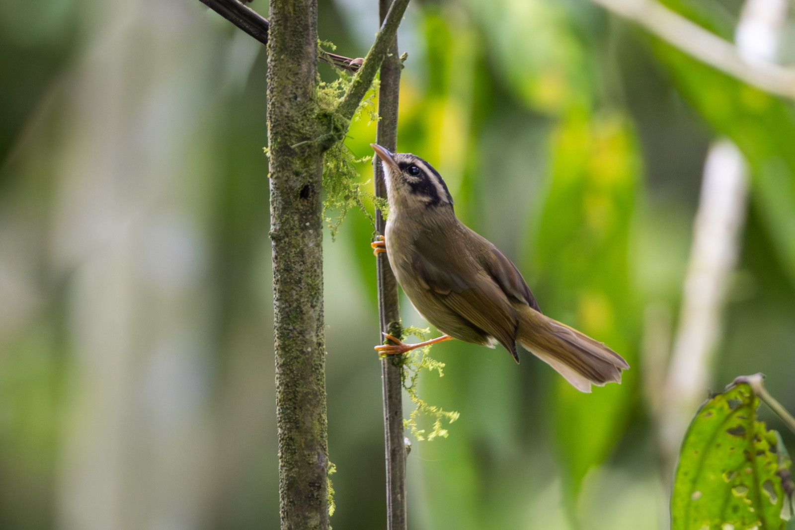 Three-striped Warbler (Basileuterus tristriatus) | Birdingplaces