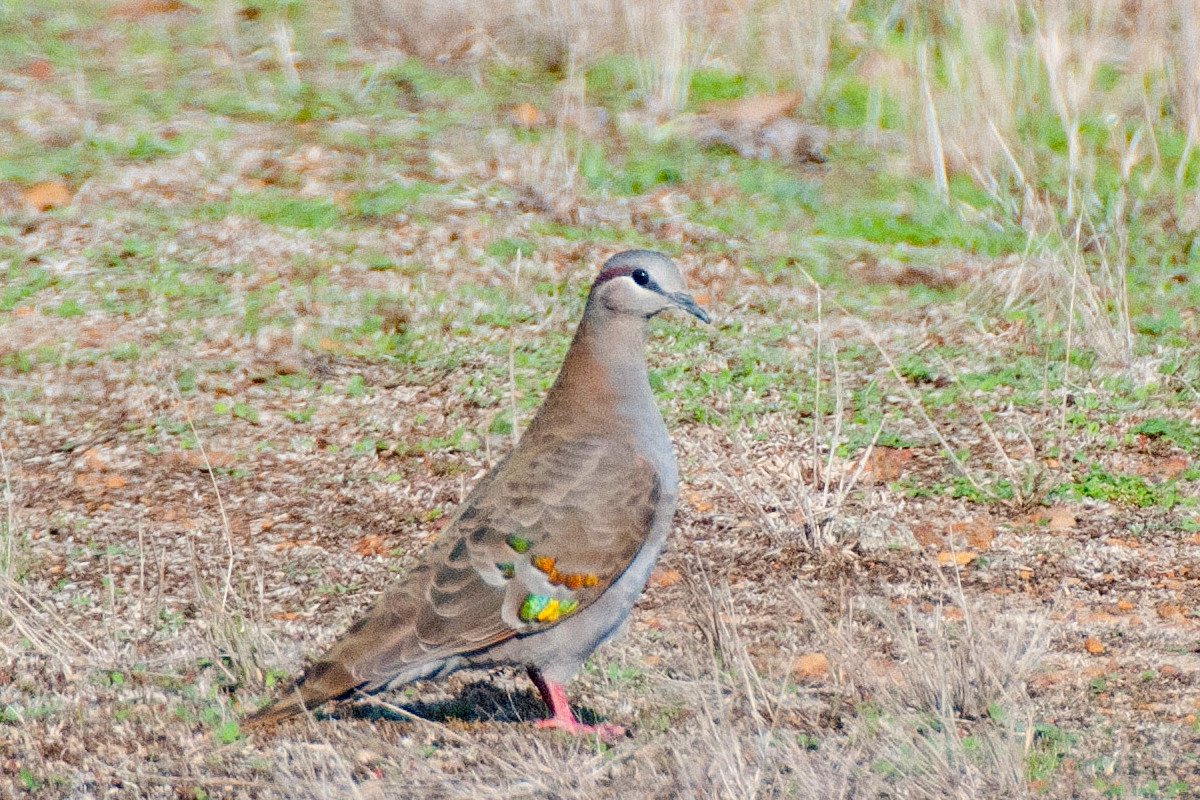 Brush Bronzewing (Phaps elegans) | Birdingplaces