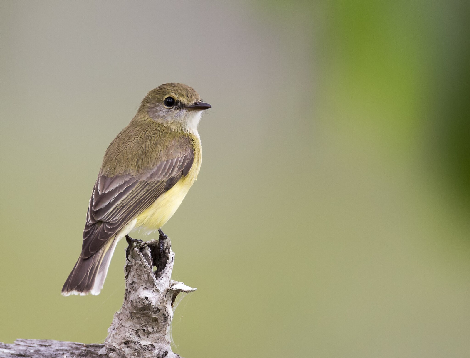 Lemon-bellied Flycatcher (Microeca flavigaster) | Birdingplaces
