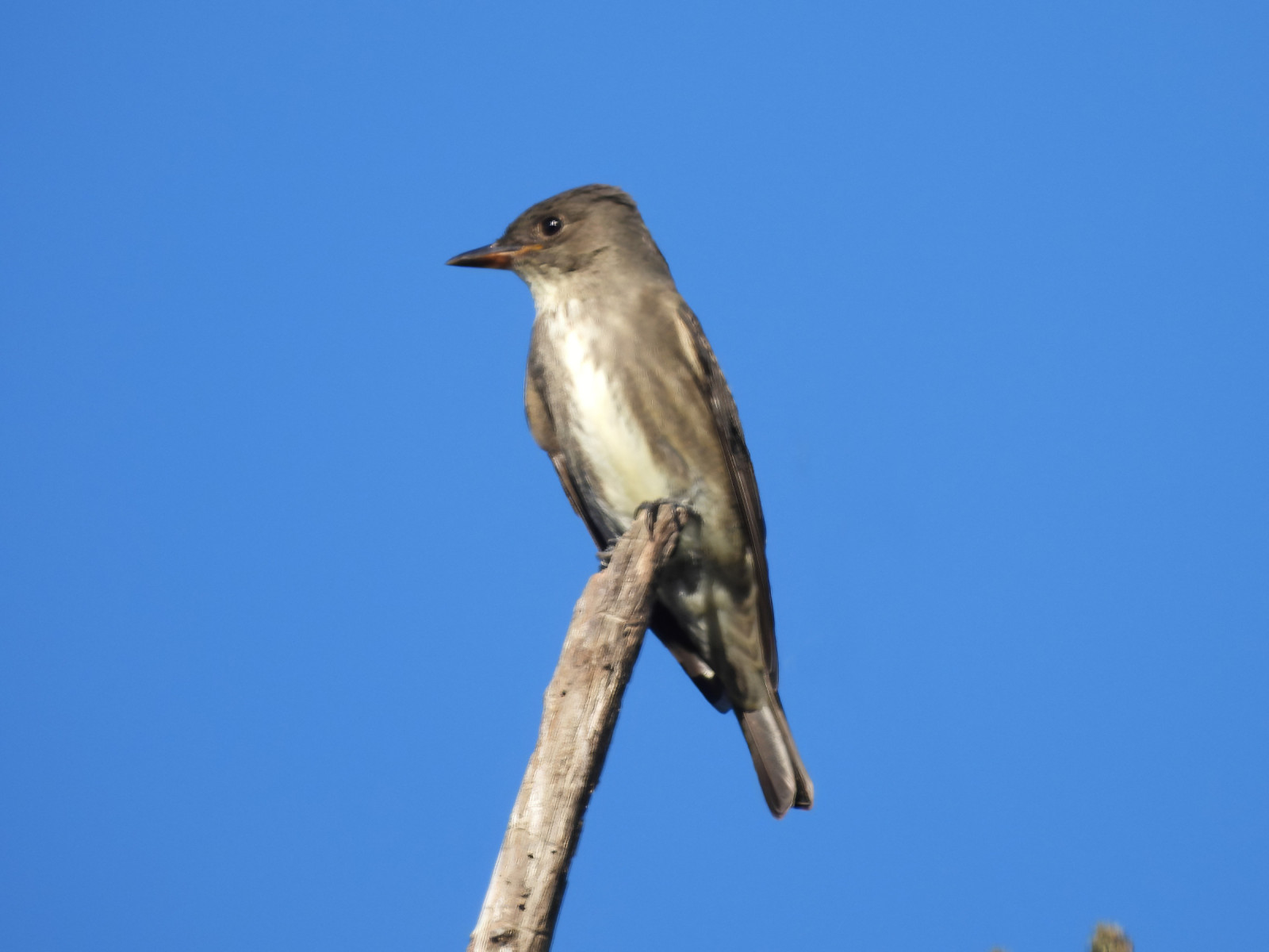 Olive-sided Flycatcher (Contopus cooperi) | Birdingplaces