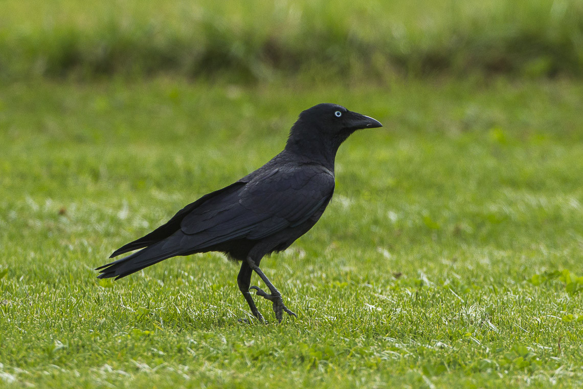 Torresian Crow (Corvus orru) | Birdingplaces
