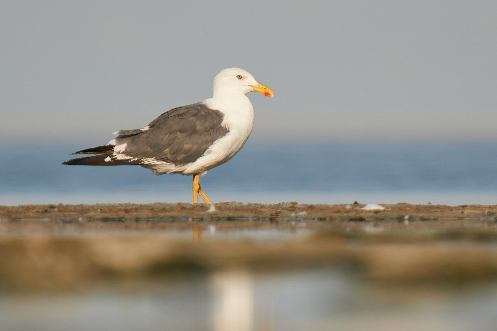 Yellow-footed Gull (Larus livens) | Birdingplaces