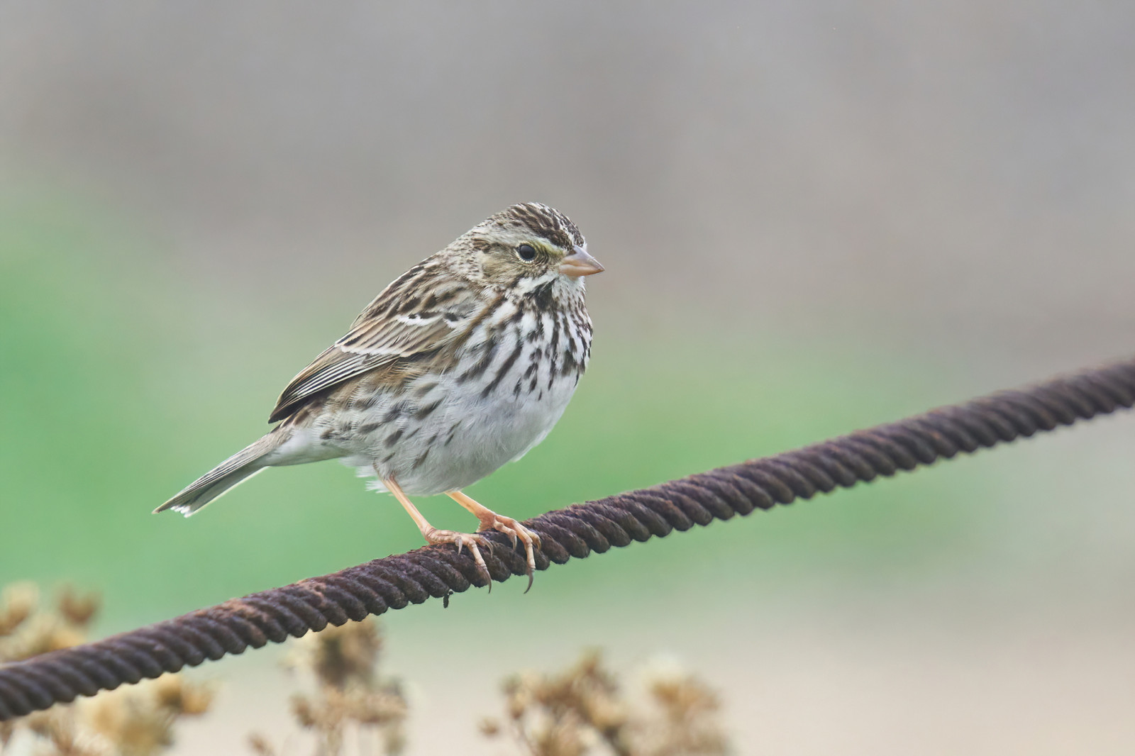 Belding's Savannah Sparrow (Passerculus sandwichensis beldingi ...