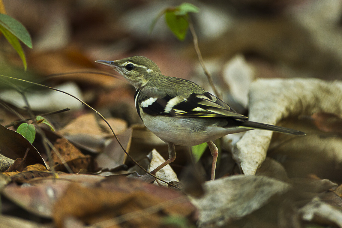 Forest Wagtail (Dendronanthus indicus) | Birdingplaces