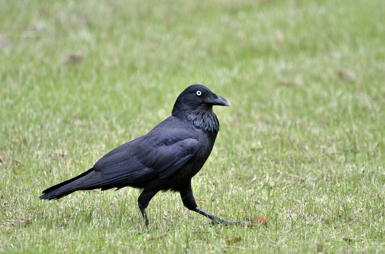 Little Raven (Corvus mellori) | Birdingplaces