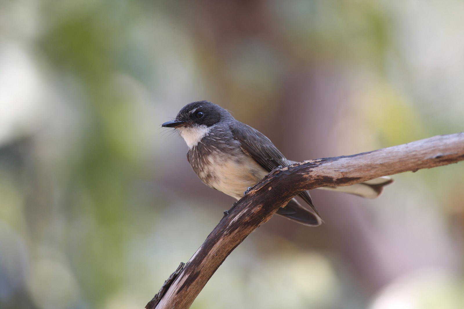 Northern Fantail (Rhipidura rufiventris) | Birdingplaces