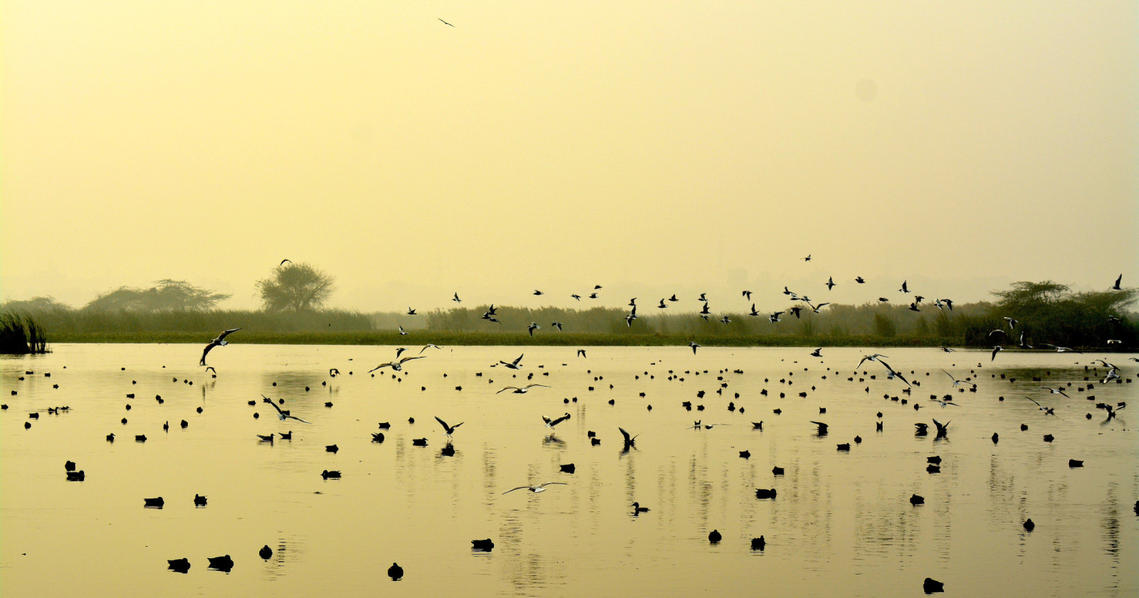 Okhla Bird Sanctuary | Birdingplaces