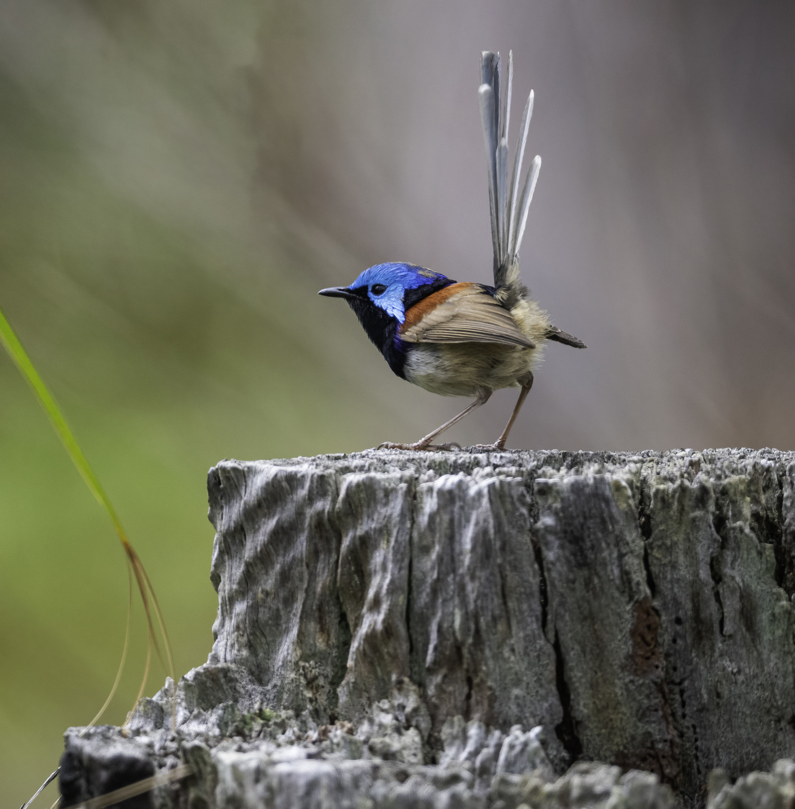 Variegated Fairywren (Malurus lamberti) | Birdingplaces