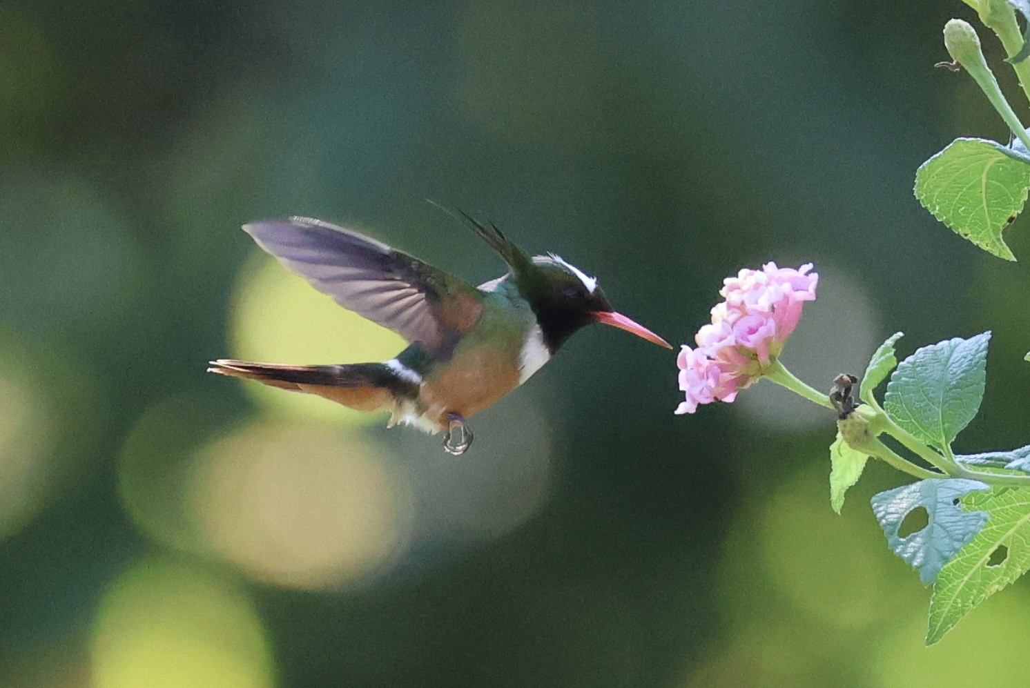 White-crested Coquette (Lophornis adorabilis) | Birdingplaces