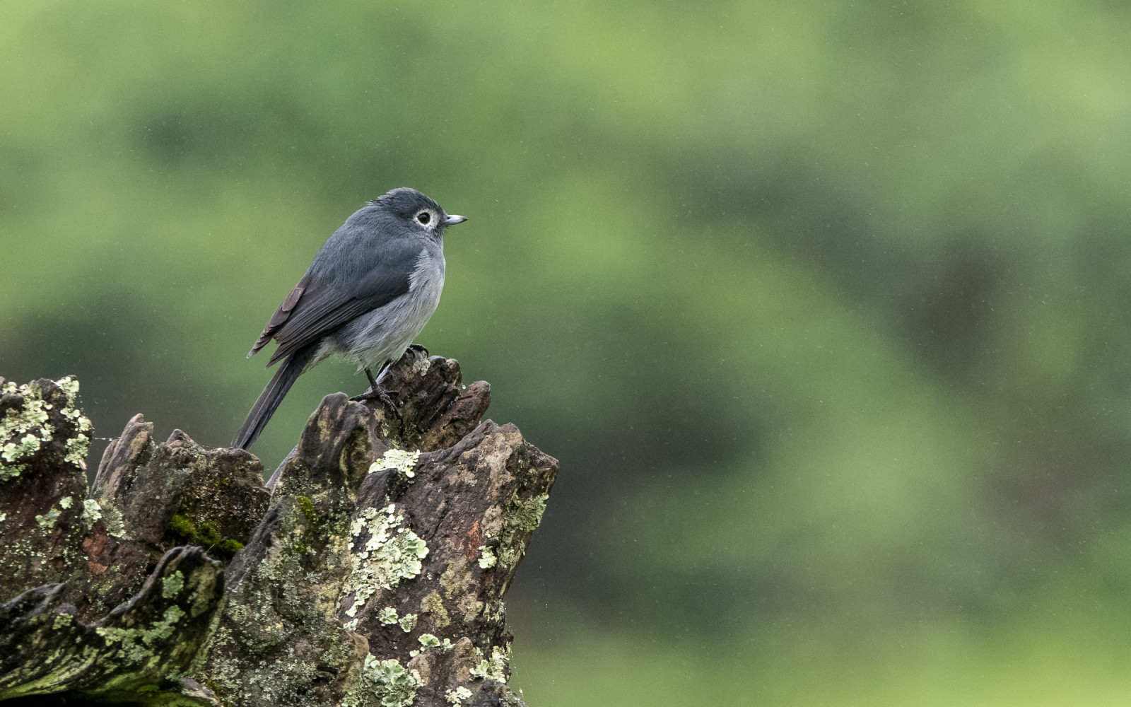 White-eyed Slaty-Flycatcher (Melaenornis fischeri) | Birdingplaces