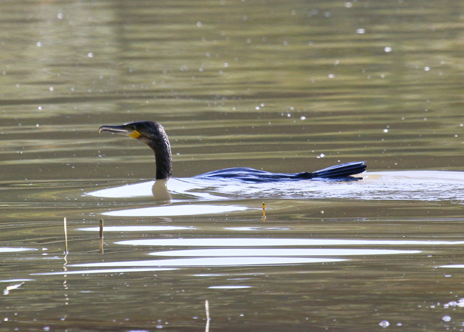 Warnham Nature Reserve | Birdingplaces