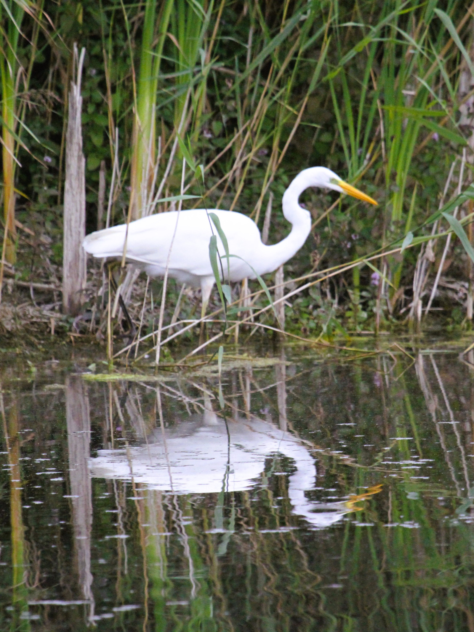 RSPB Lakenheath Fen | Birdingplaces