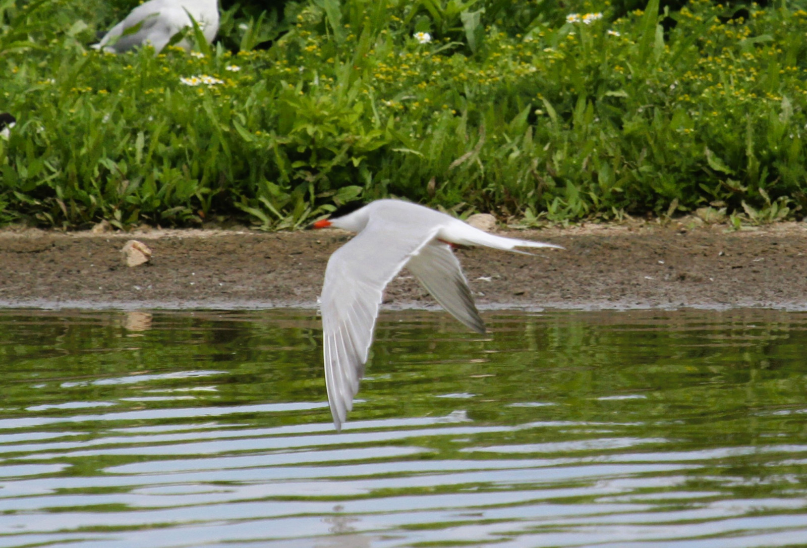 Titchwell Marsh Nature Reserve | Birdingplaces