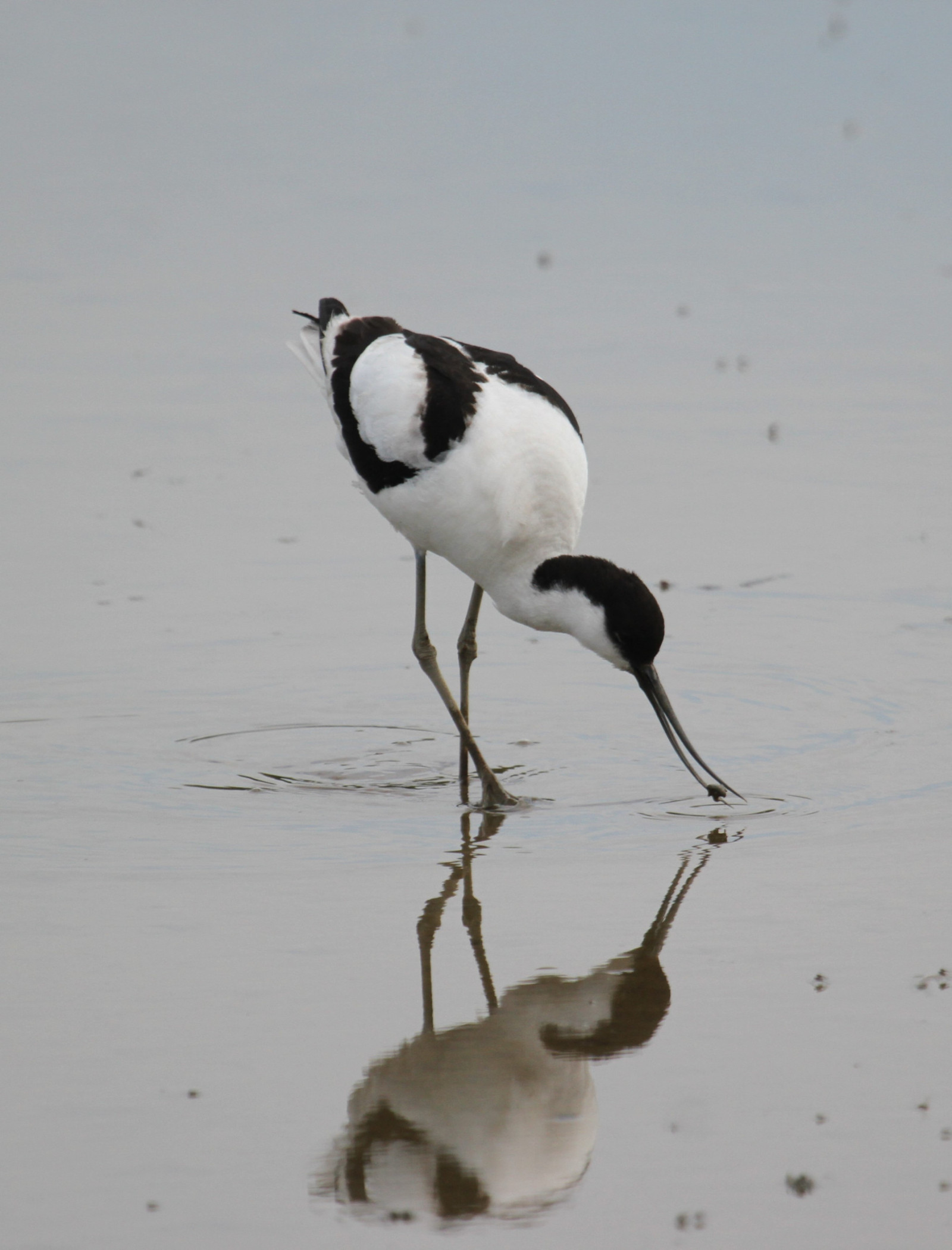 Titchwell Marsh Nature Reserve | Birdingplaces