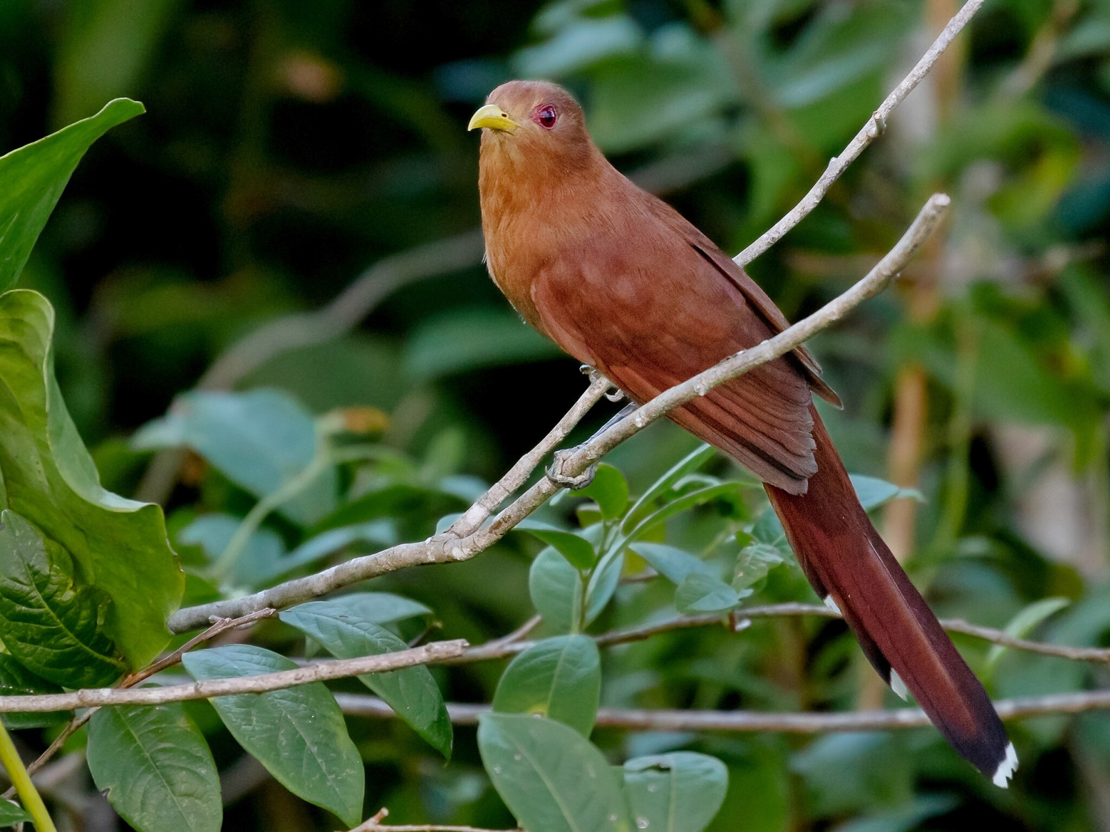 Little Cuckoo (Coccycua minuta) | Birdingplaces
