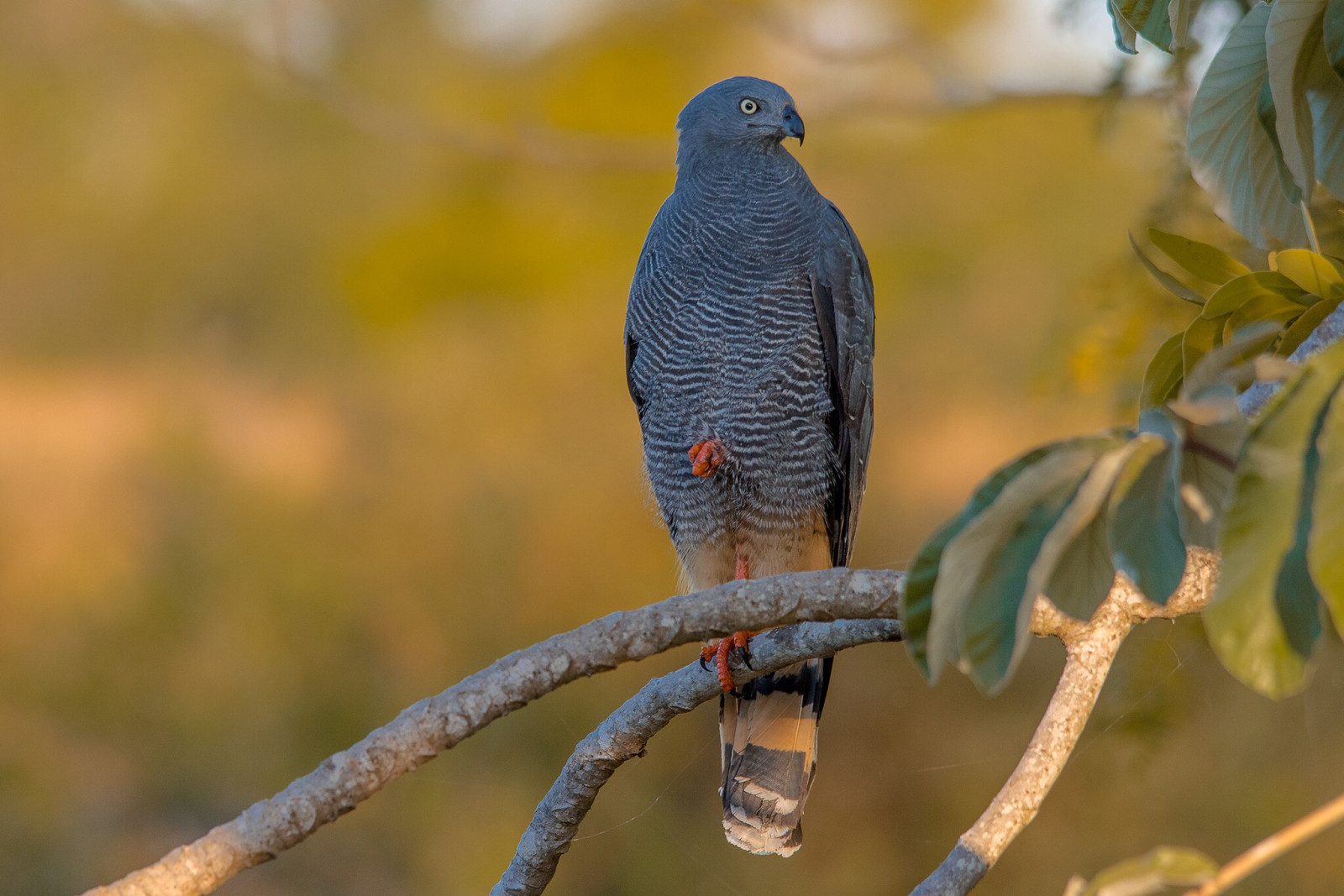 Crane Hawk (Geranospiza caerulescens) | Birdingplaces