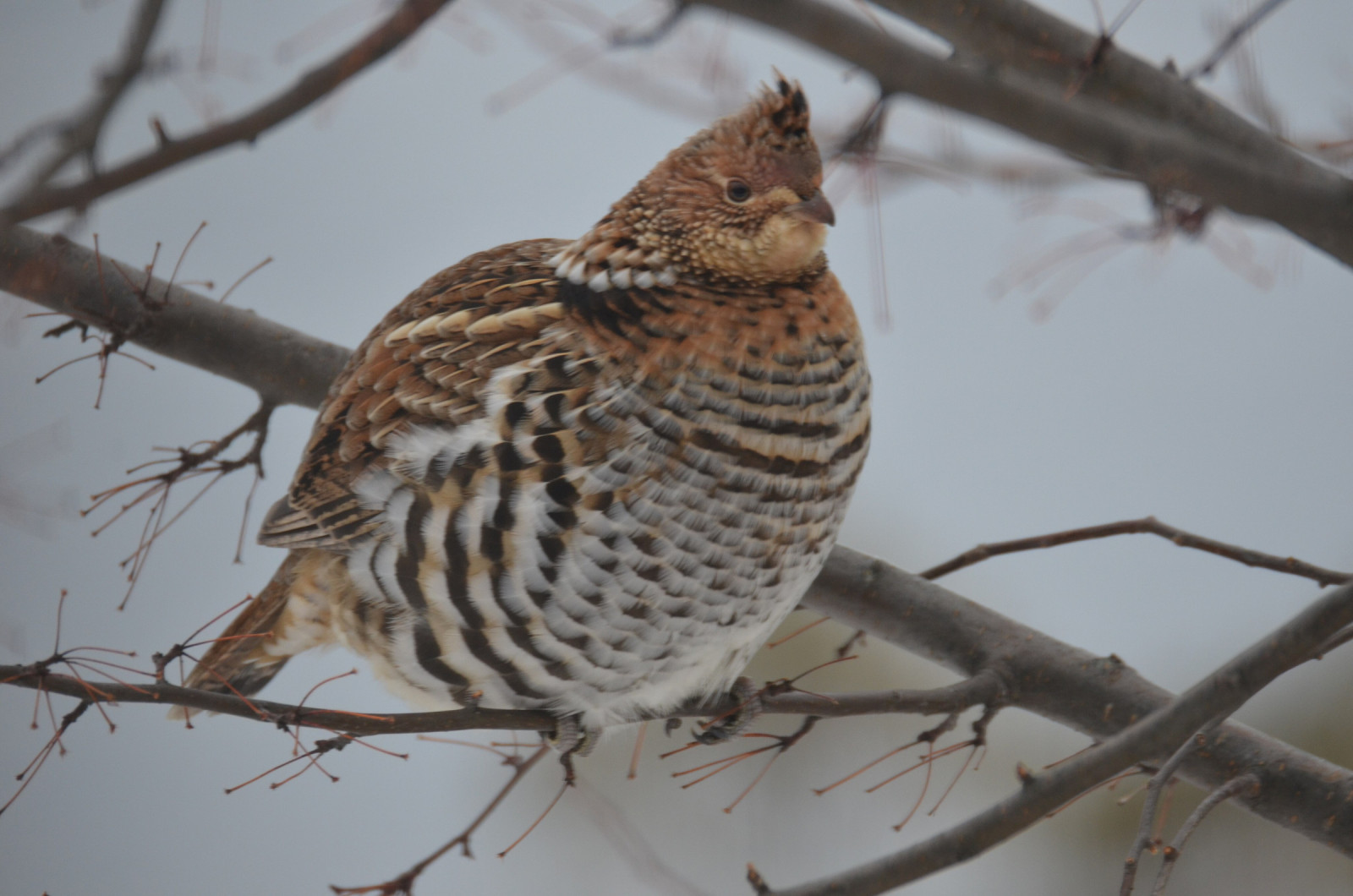 Ruffed Grouse (Bonasa umbellus) | Birdingplaces