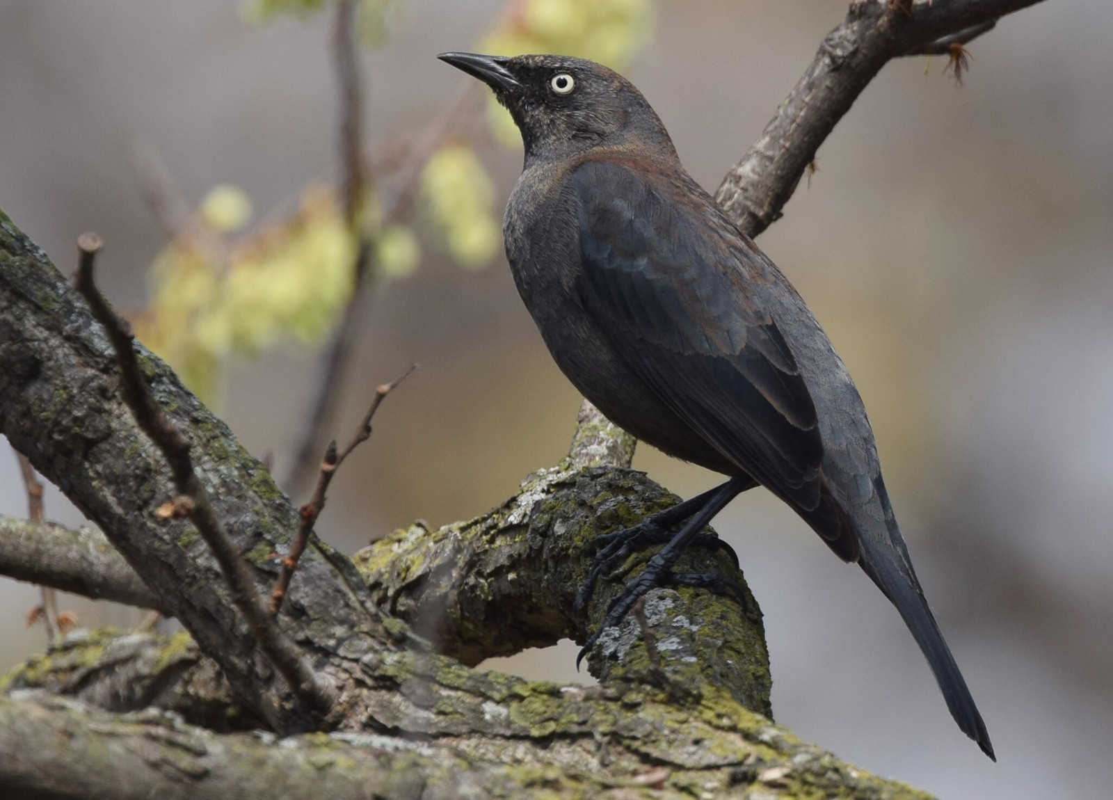 Rusty Blackbird (Euphagus carolinus) | Birdingplaces